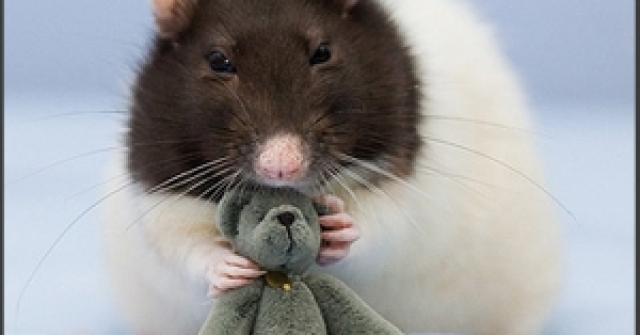 40 de poze captivante cu...soareci!