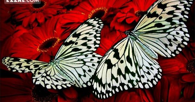 20 de poze cu...fluturi!