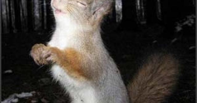 32 de imagini cu animale simpatice