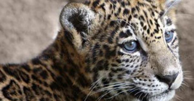 42 de super poze cu animale de Sooper Deviant