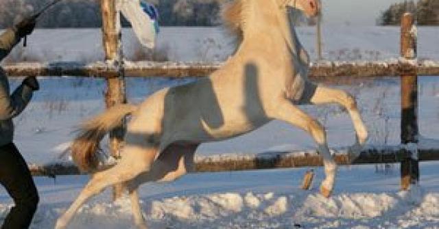 Cel mai frumos cal din lume, gasit pe net