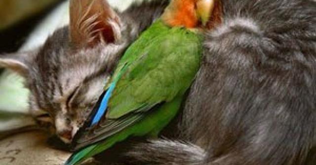 15 poze cu animale si imbratisari