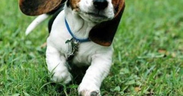 15 animale simpatice va intampina!