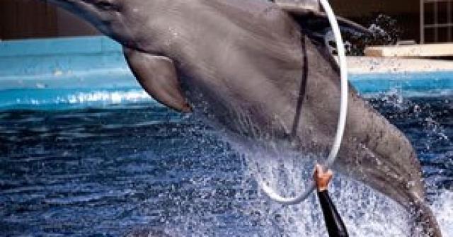 5 fotografii spectaculoase cu delfini