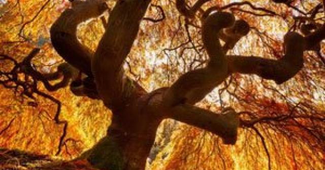 12 poze superbe cu copaci toamna