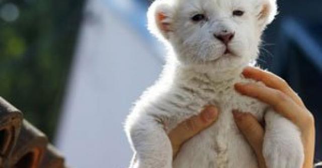 Puiut de leu alb, fotografiat la doar 8 zile