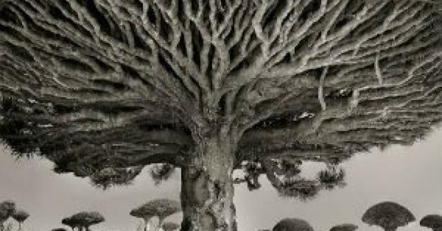 Portretele timpului: Cum arata cei mai batrani copaci din lume