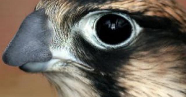 Cu nasul pe sus: Pasari care si-au insusit ceva de la oameni