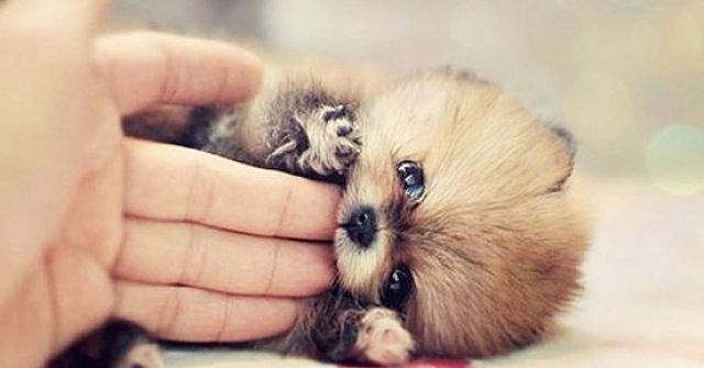 Unele mai dragalase ca altele: 14 Poze cu animale adorabile