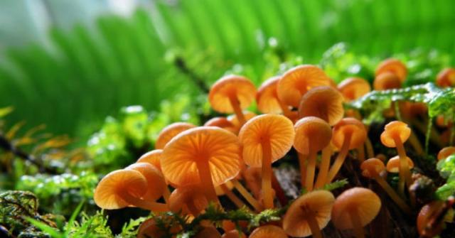 Palarie intr-un picior, ghici ciuperca ce-i?