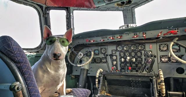 Un caine, 15 scenarii, cate posibilitati?