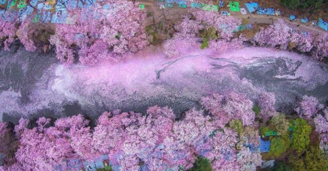 Ciresii infloriti din Japonia, intr-un pictorial de basm