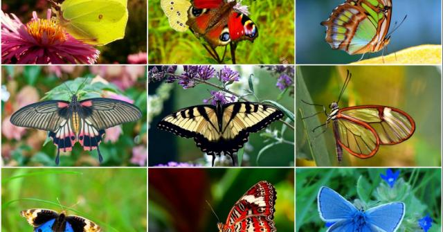 Cei mai frumosi fluturi din lume, in poze spectaculoase