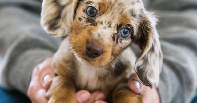 Cei mai dragalasi si mai frumosi catelusi din lume