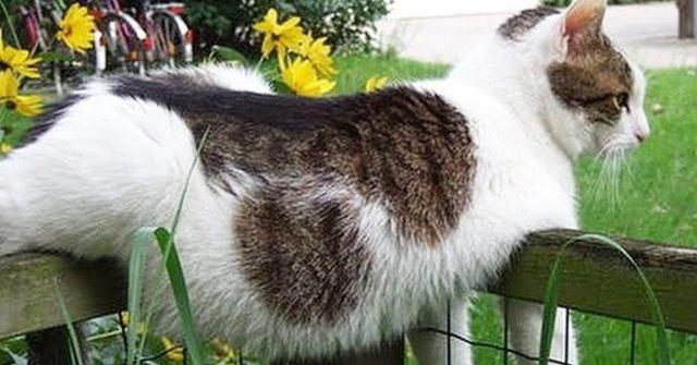 Pisicile chiar au simtul umorului. Avem dovada!