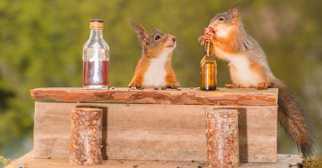 Frumoasa poveste cu veverite roscate, intr-un pictorial adorabil