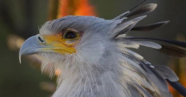 Frumusetea unica a pasarii secretar, in poze superbe
